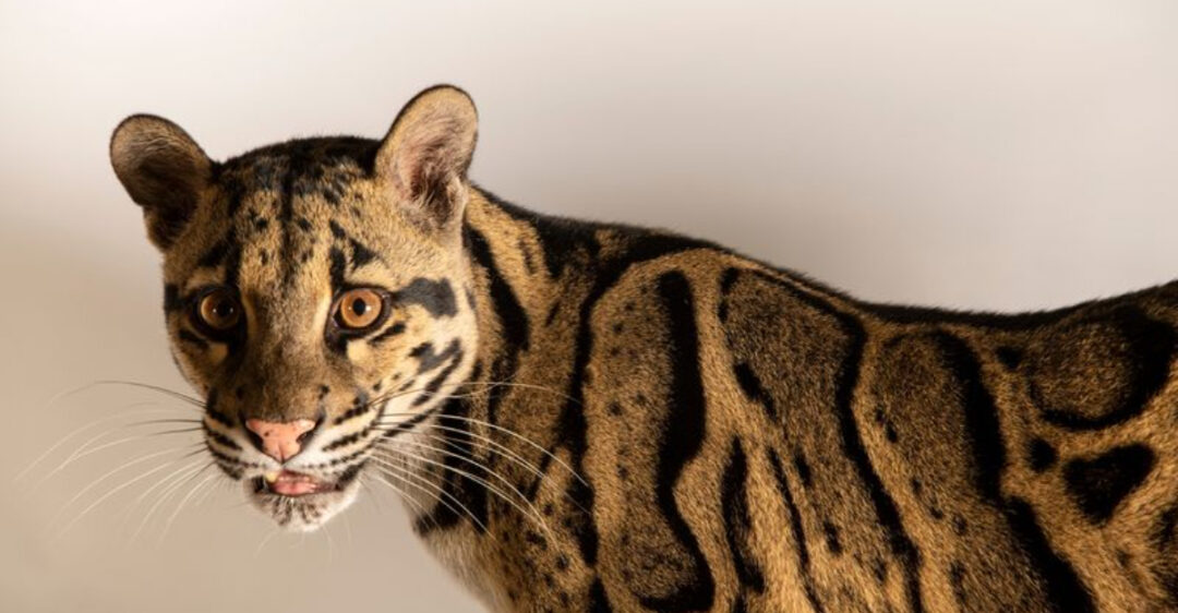 Discover 38 Unique Wild Cat Breeds from Every Corner of the Globe