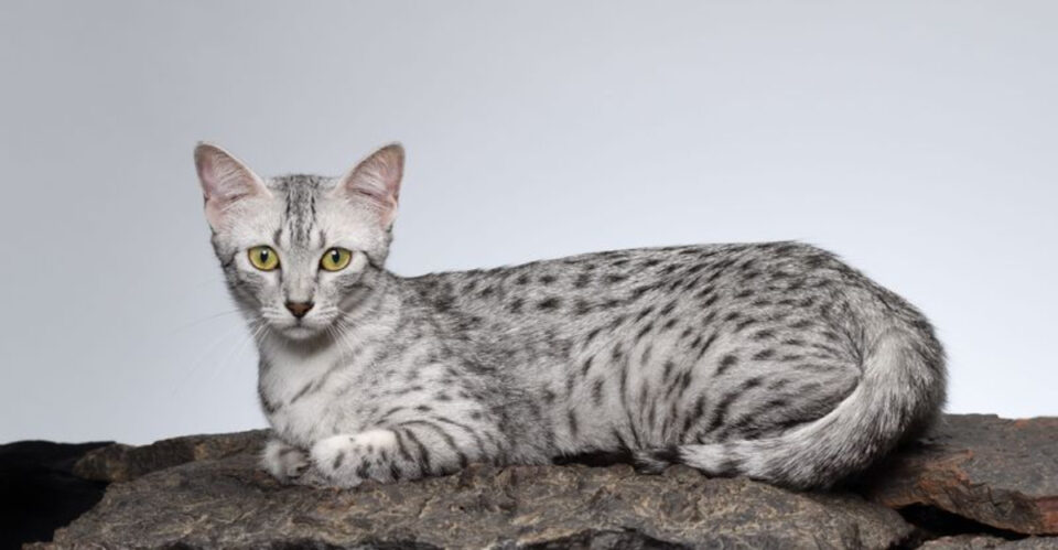 From Silver To Smoke - 11 Egyptian Mau Coat Color Variations