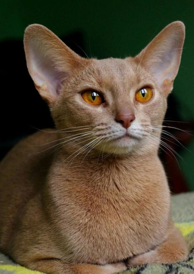 7 Striking Abyssinian Cat Colors and How They Change Over Time - Cats Chef