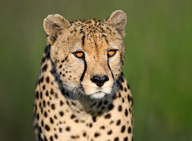 The Ultimate Ranking of the Top 20 Most Dangerous Cats on the Planet ...