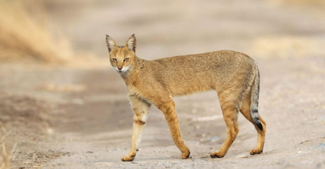 The 15 Cat Breeds That Will Make You Envy Their Long Legs