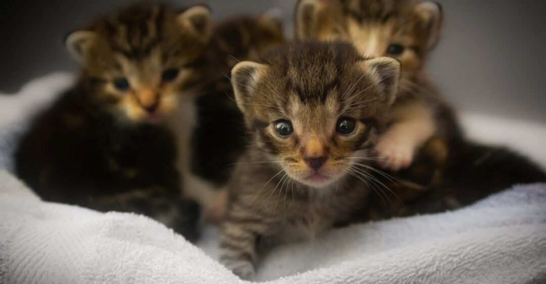 The Power of Three – 15 Amazing Reasons Why Three Cats Are Ideal