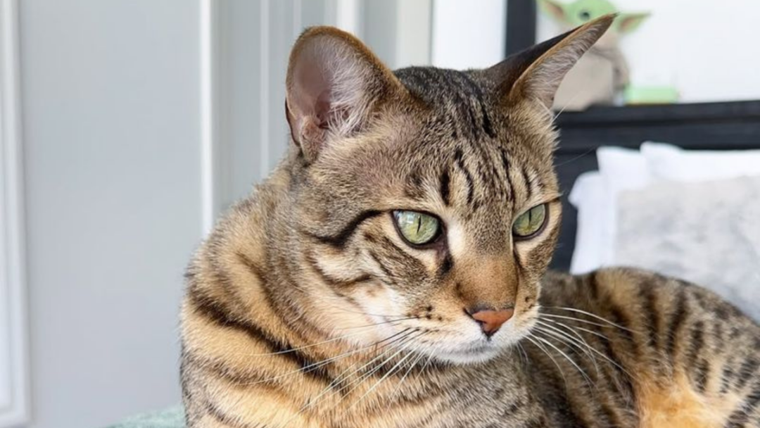 10 Cat Breeds That Struggle With Change & 10 That Can Adapt To Anything