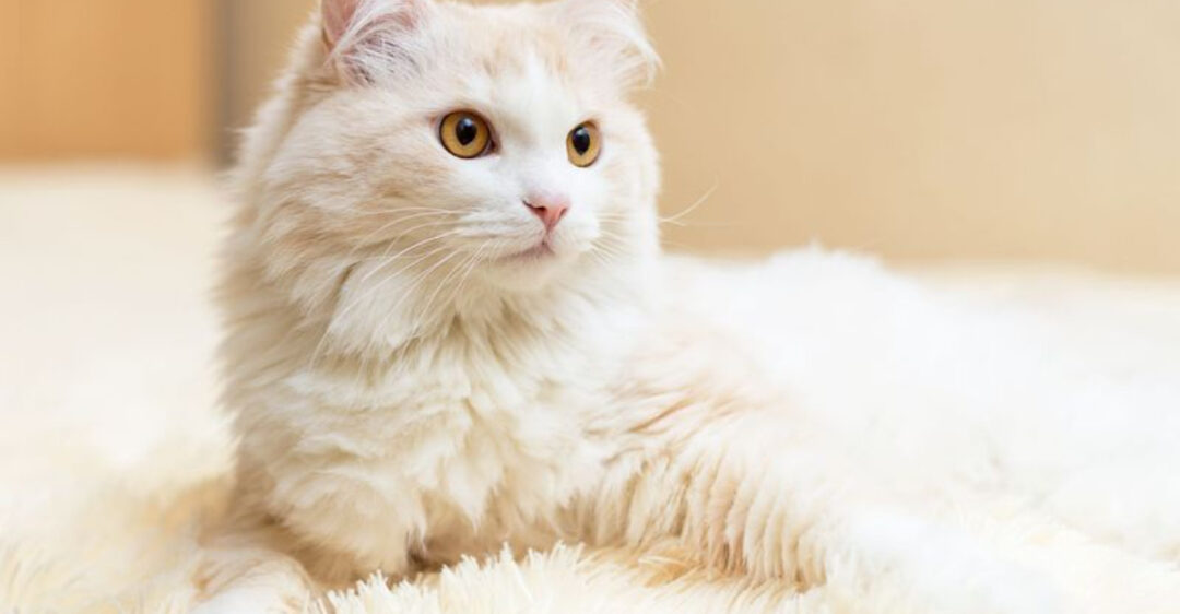 10 Enchanting Colors of the Elegant Turkish Angora