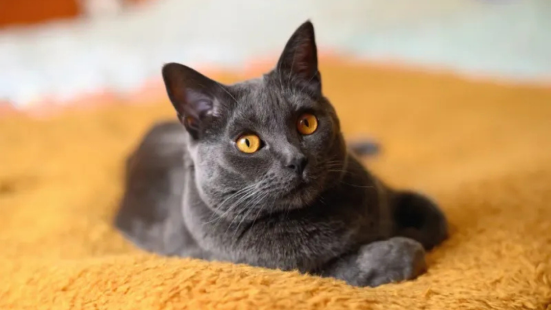 10 Laid-Back Cat Breeds (And 5 That Might Struggle with Anxiety)
