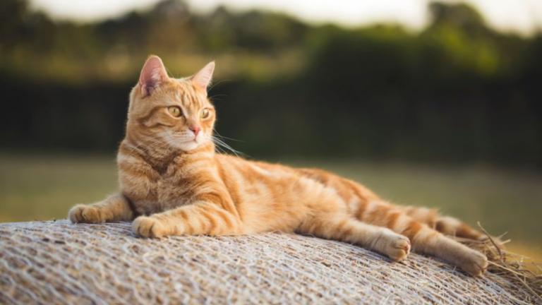 11 Beautiful Yellow-Furred Cats To Brighten Your Day
