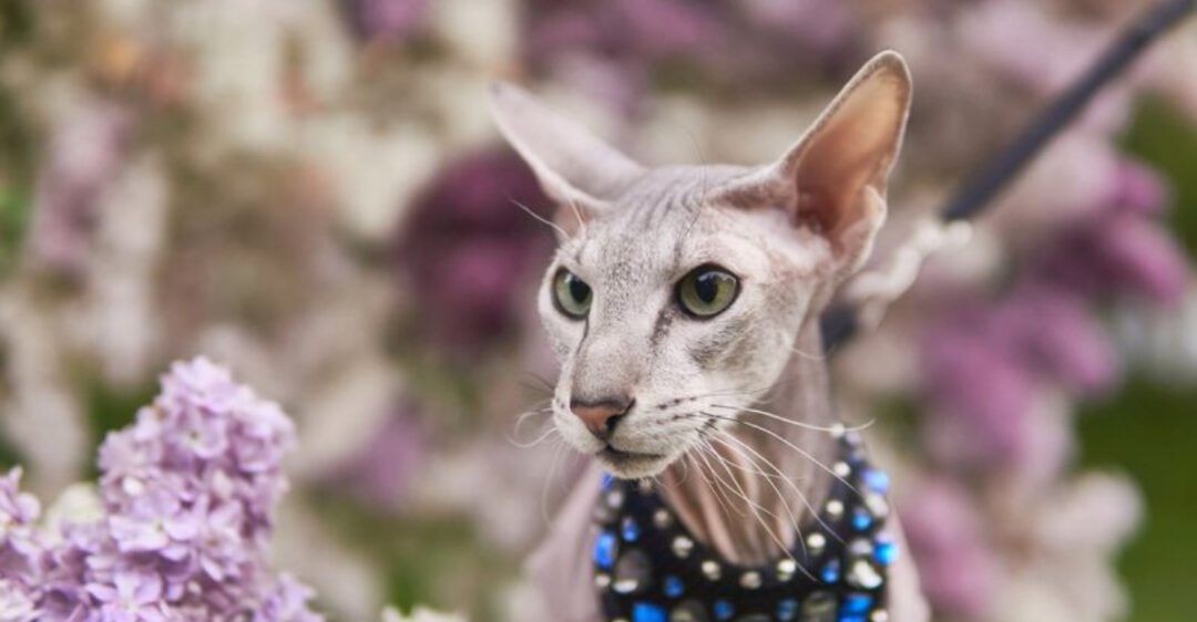 11 Big-Eared Cat Breeds That Will Make You Smile