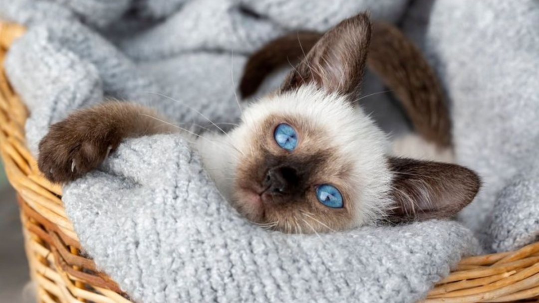 12 Lovable Cats That Want to Cuddle All Day (And 12 That Demand Royal ...