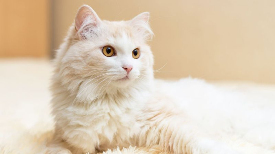 13 Cats with Fur So Soft, You Won’t Stop Petting Them