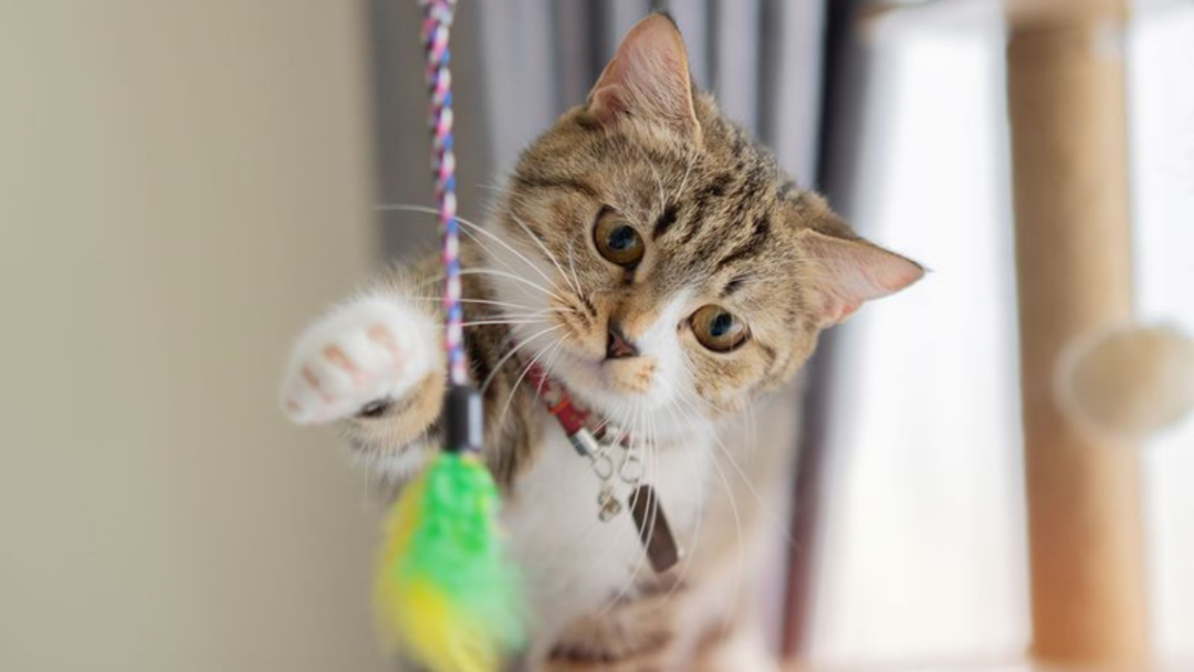 15 Creative Ways to Spice Up Your Cat’s Daily Routine