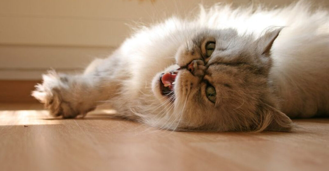 15 Important Preventative Care Steps for Cats Why Vaccines and Vet ...