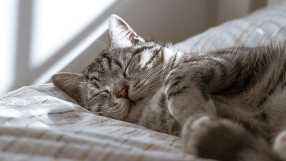 15 Simple Ways to Reduce Stress and Improve Your Cat's Well-Being