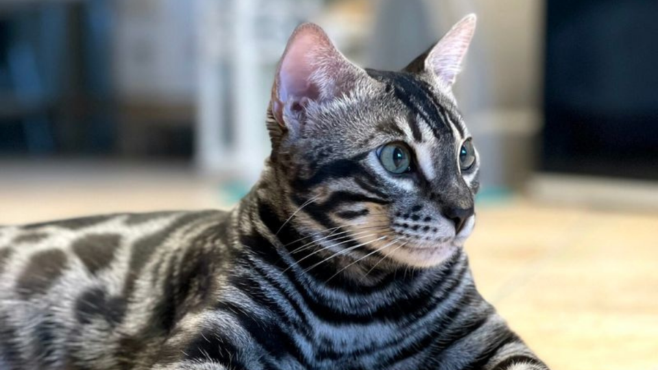 15 Stunningly Rare Cat Colors You Won’t Believe Exist