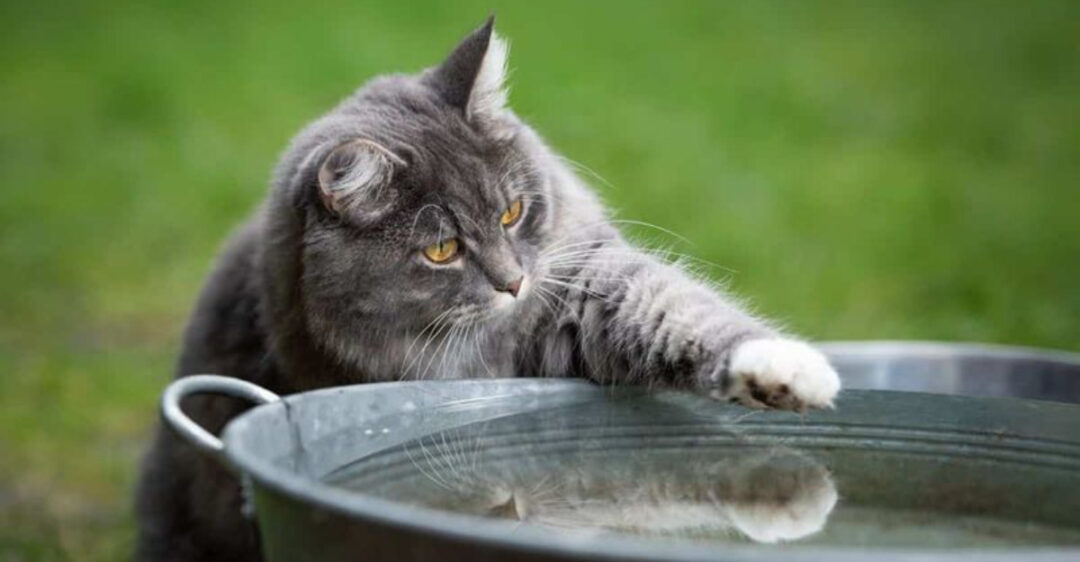 15 Things You Didn’t Know About Cat Paws – Anatomy & Care Explained