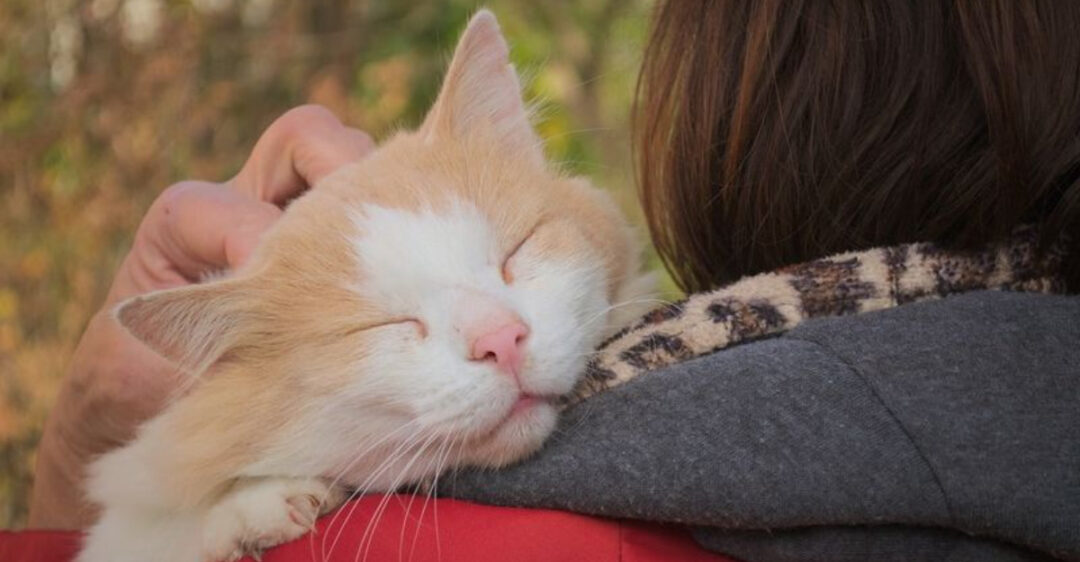 15 Reasons Why Living with a Cat Brings Harmony and Happiness