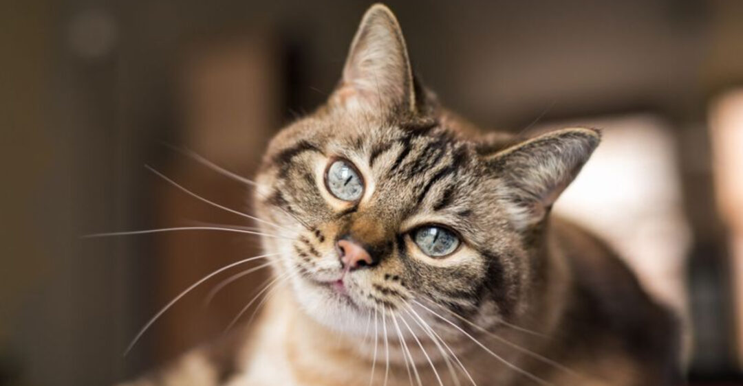 15 Surprising Insights Into Cat Memory and Recognition