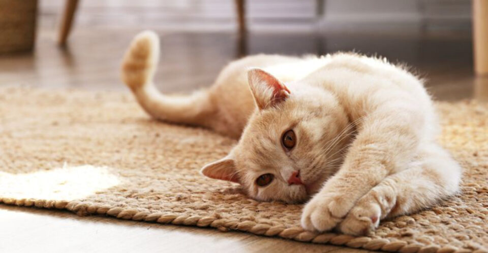 15 Surprising Ways Your Cat’s Behavior Reflects Your Personality