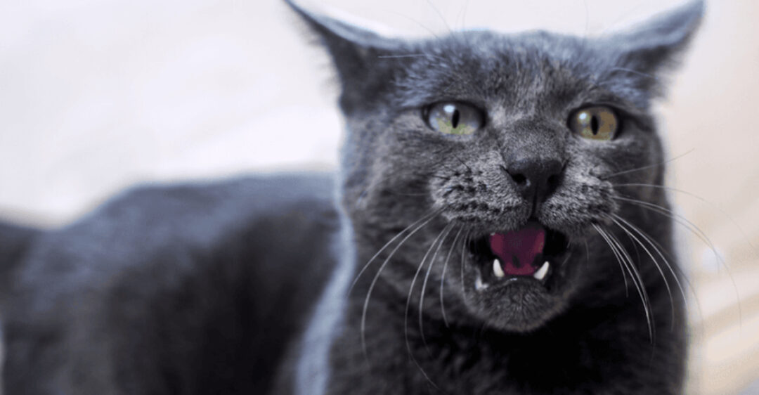15 Warning Signs of Rabies in Cats (and How to Handle Them)