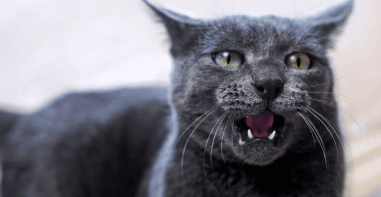 15 Warning Signs of Rabies in Cats (and How to Handle Them)