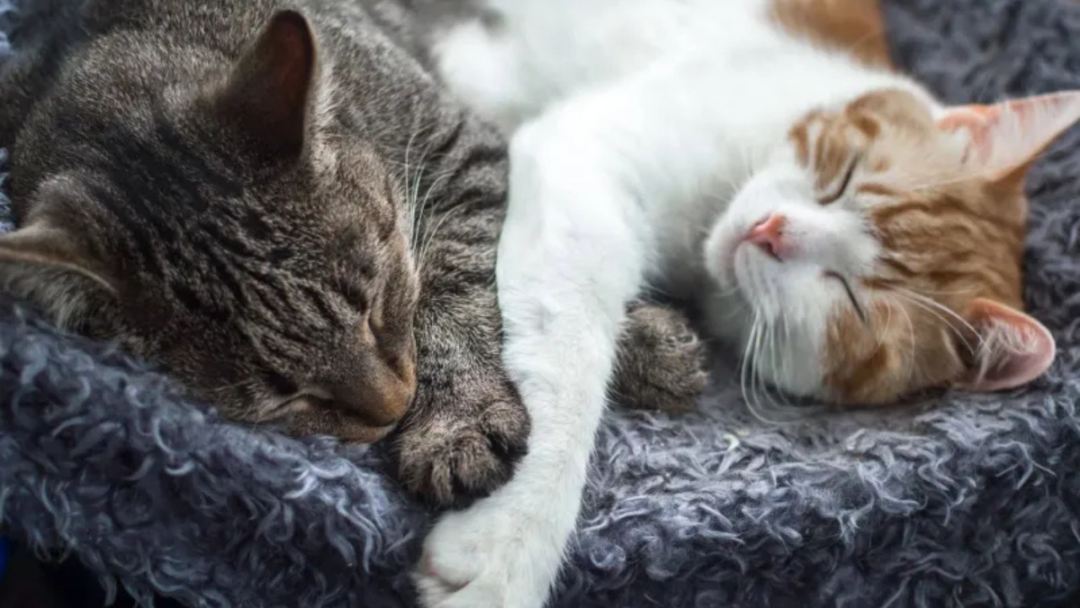 16 Ways to Ease Your Cat’s Grief After a Companion’s Passing