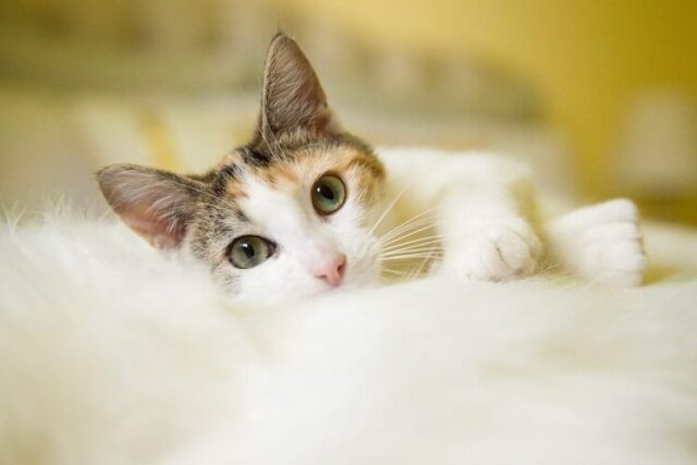 Think Your Calico Is Special? Here’s 15 Reasons You’re Right!