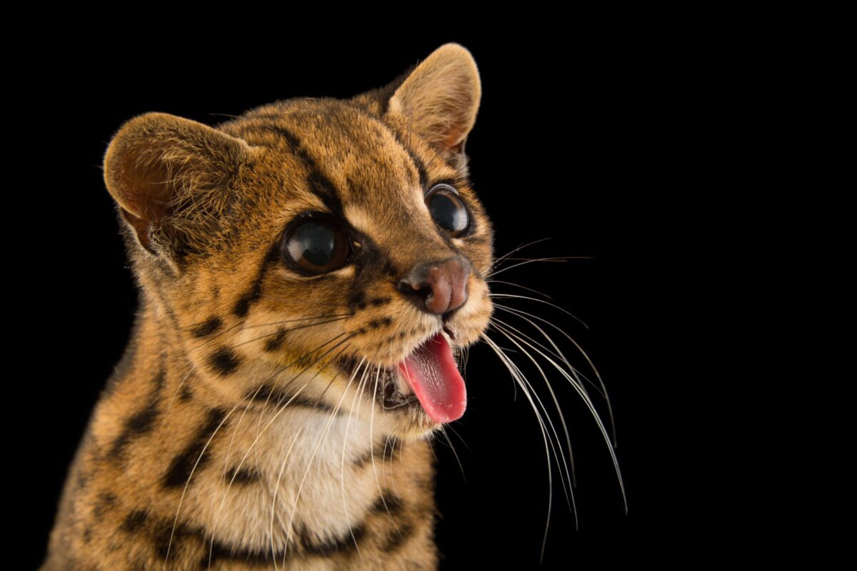 The Life of an Oncilla – 15 Insights Into This Rare Feline