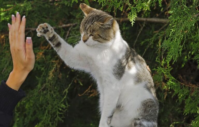 After the Bite – A 15-Step Guide on What to Do After a Cat Bite