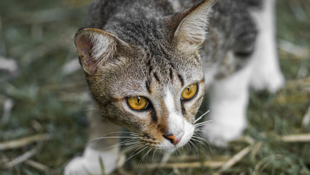 Cat Hunting Habits Revealed — 17 Surprising Facts About Their Wild ...
