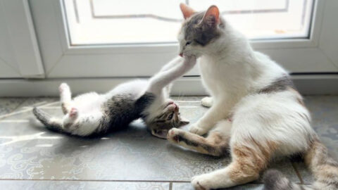 Copycat Behavior: 15 Ways Kittens Learn From Other Cats