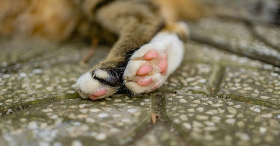 Cuteness Overload - 15 Reasons Why Cats Have Toe Beans