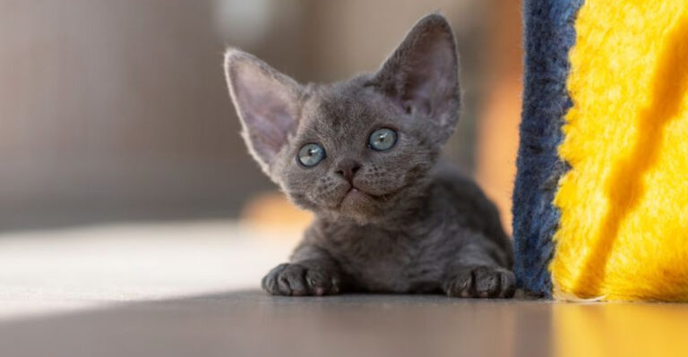 Devon Rex Color Variations: 11 Stunning Shades and How They Develop