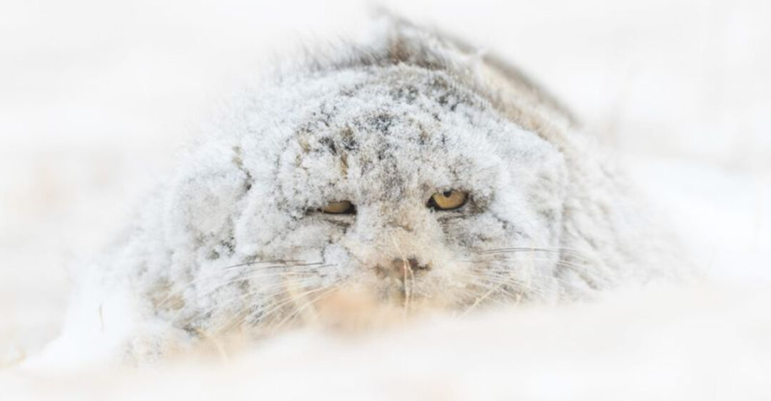 Frozen Hunters – 15 Wild Cats That Rule the Snow and Ice