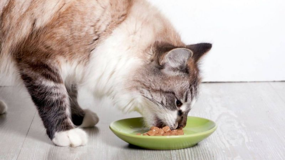 How Often Should You Feed Your Cat? 14 Key Factors to Consider