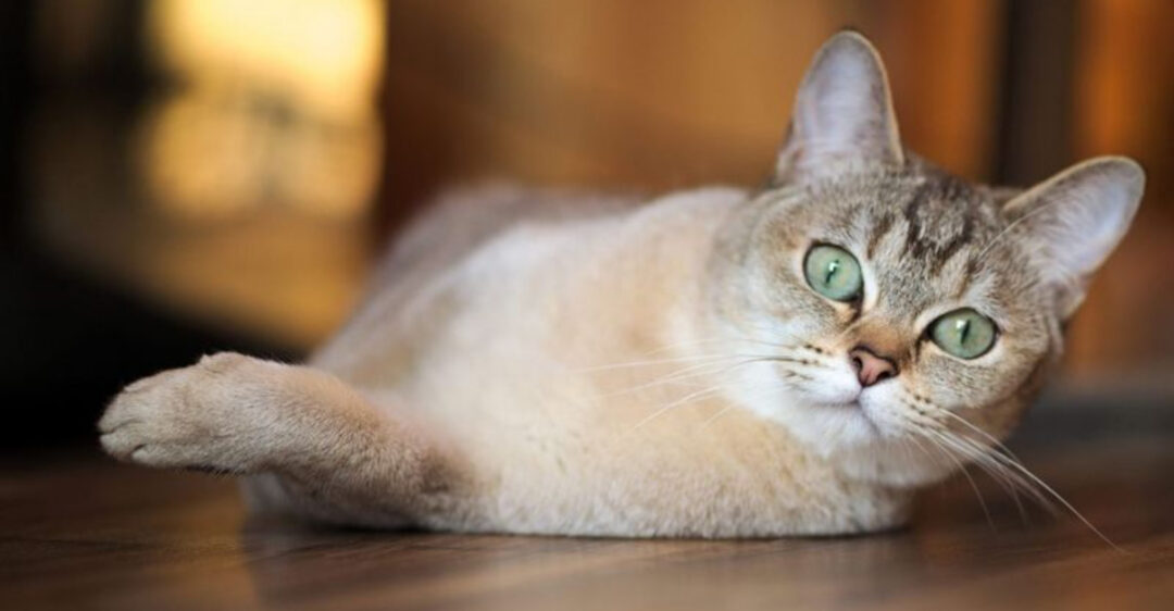 Irresistibly Cute, Medically Complex: 12 Flat-Faced Cat Breeds to Know