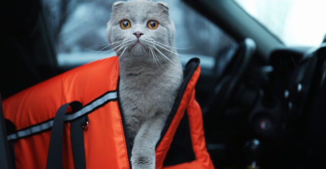 Kitty Bucket List – 16 Activities to Try Together