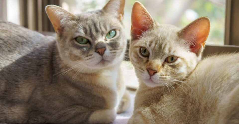 Meet the Australian Mist: 15 Reasons This Cat Breed Is Special