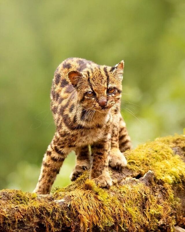 The Life of an Oncilla – 15 Insights Into This Rare Feline