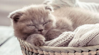 Ready for a New Cat? 18 Crucial Steps to Set Up the Perfect Home