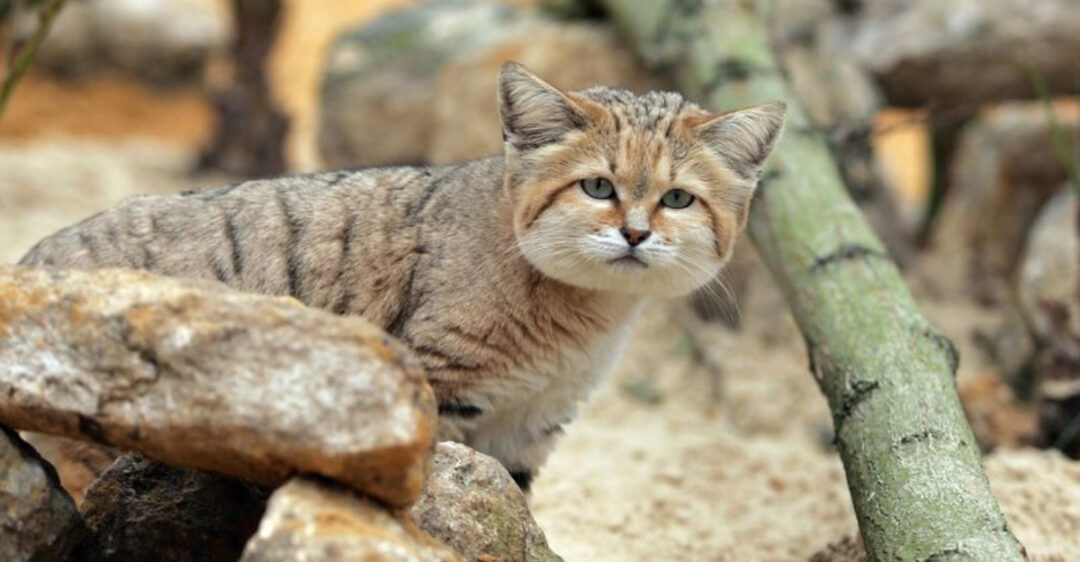 The Sand Cat: 15 Must-Know Facts About the Fierce and Adorable Desert ...