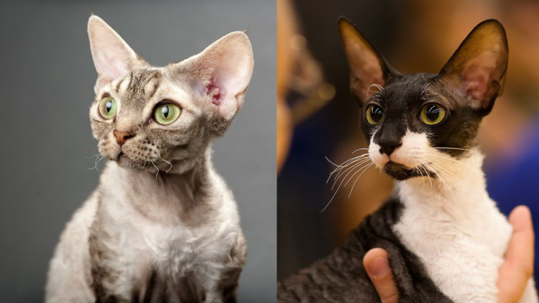 Who Rocks the Curls Better? 15 Key Differences Between the Devon Rex and Cornish Rex