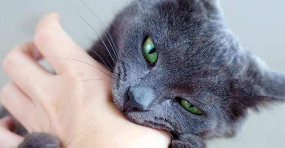 Why Do Cats Bite? 17 Key Reasons and What They Really Mean