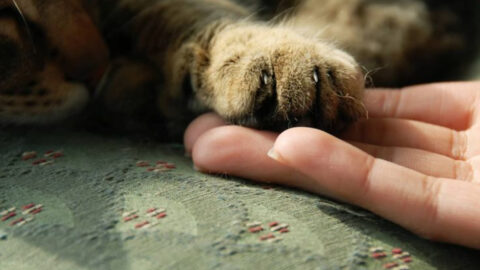 How Cats Build Trust — 15 Behaviors That Show They’re Bonding with You