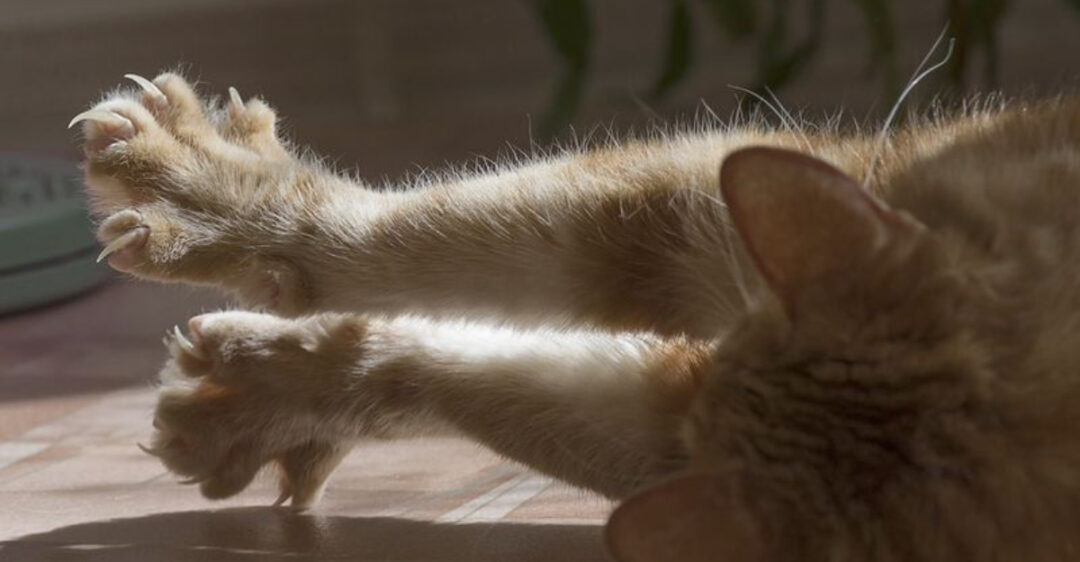 How Your Cat’s Body Works — 8 Fascinating Anatomy Facts