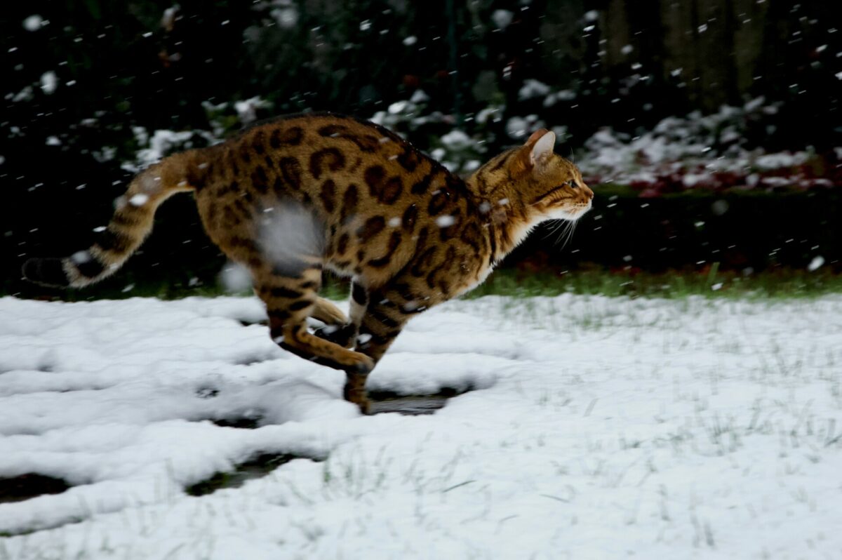 Frozen Hunters – 15 Wild Cats That Rule the Snow and Ice
