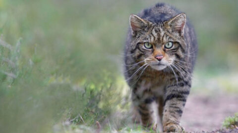 Tiny But Mighty — The 15 Deadliest Small Cats You Should Know About