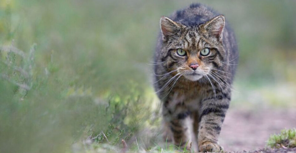 Tiny But Mighty — The 15 Deadliest Small Cats You Should Know About