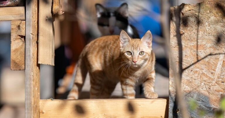 8 Things Everyone Should Know About TNR