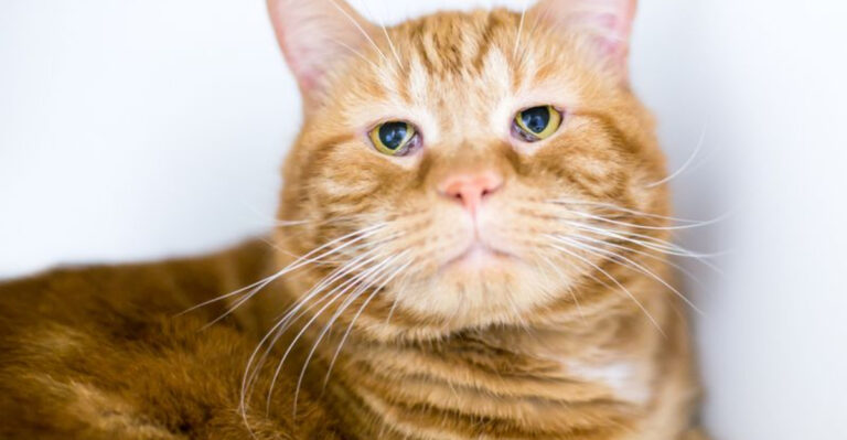 10 Common Cat Eye Conditions & 5 Ways to Spot Them Early