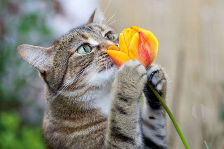10 Easter-Inspired Names for Your Springtime Kitten