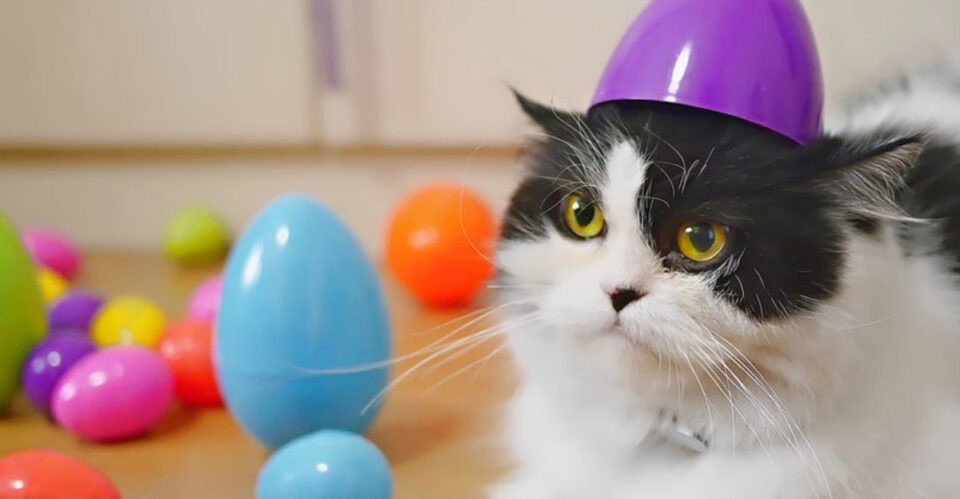 10 Easter-Inspired Names for Your Springtime Kitten